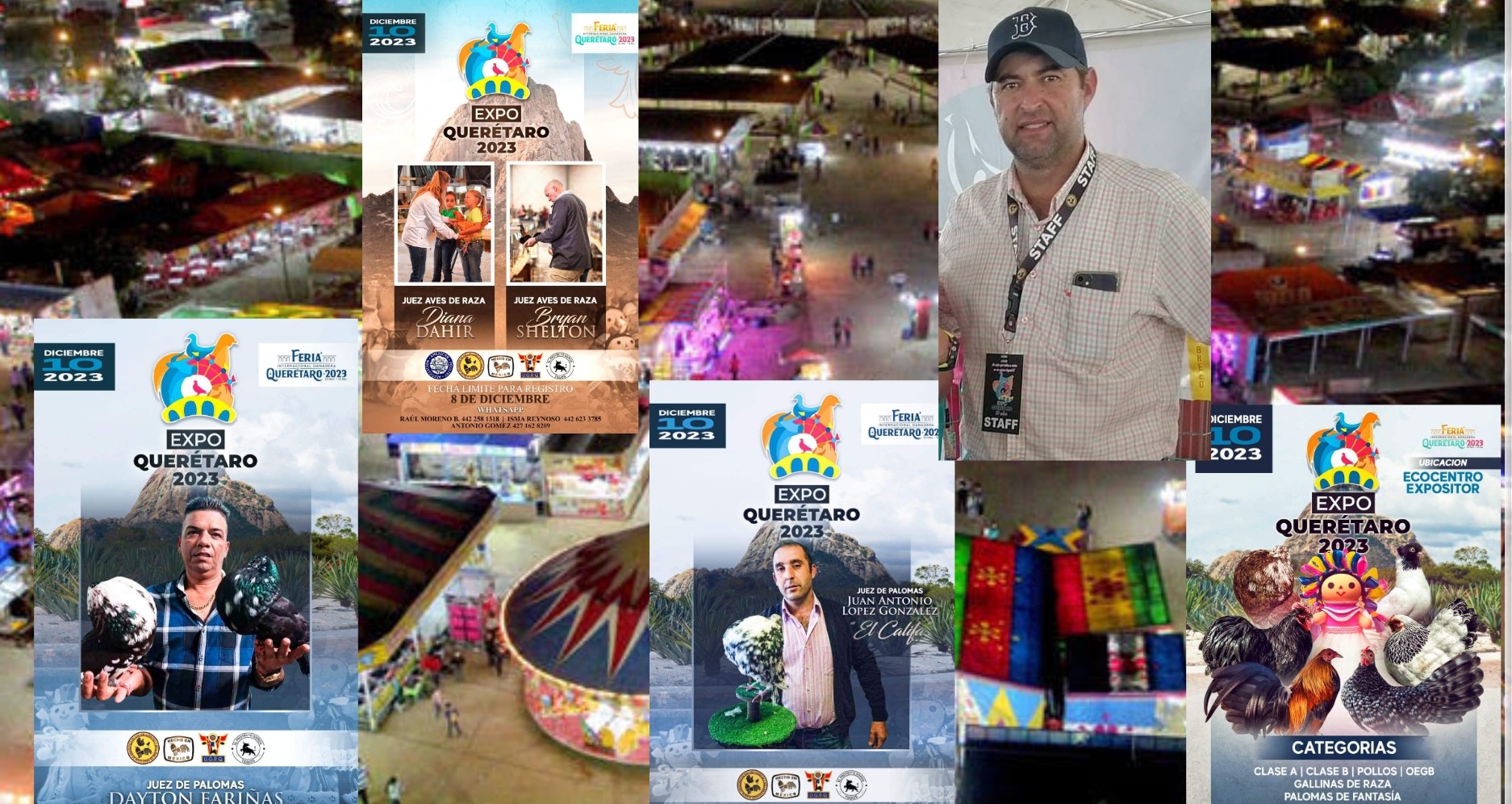 Feria Ganadera de Querétaro tendrá su exposición de Gallos Curritos y ...