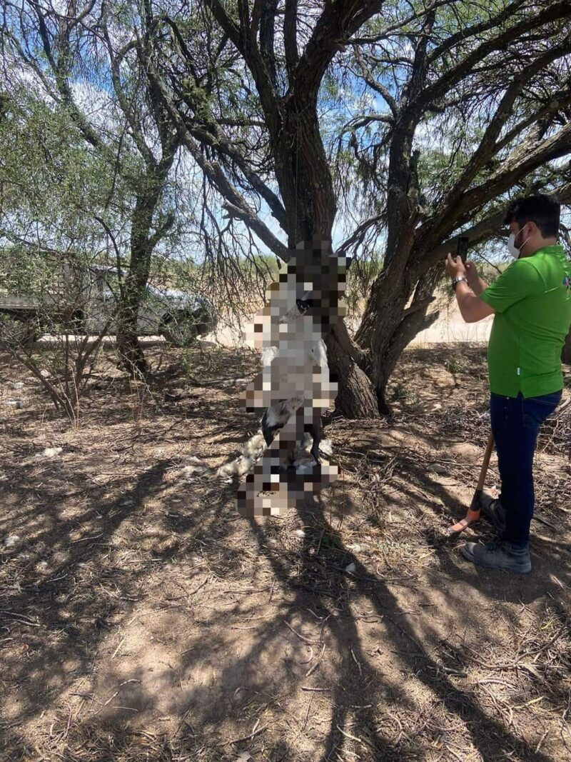 Investigan caso de crueldad animal en SJR, un perro fue colgado en un ...