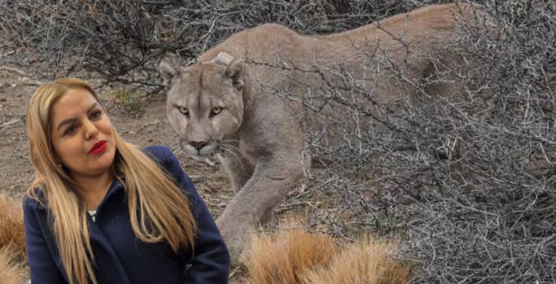 Ataques de felinos a ganado preocupan a comunidades en Pinal de Amoles ...