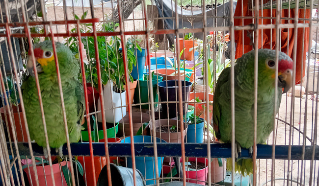 Profepa rescata 63 ejemplares de fauna silvestre en Querétaro ...